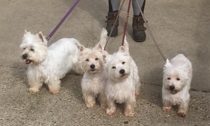 Westdrew Westies | Gayener Kennels